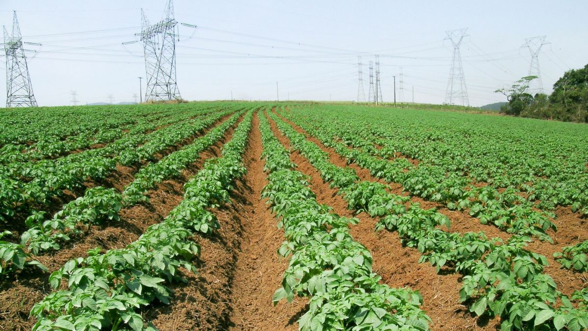 A Comprehensive Guide to Crop Identification - Owlcation