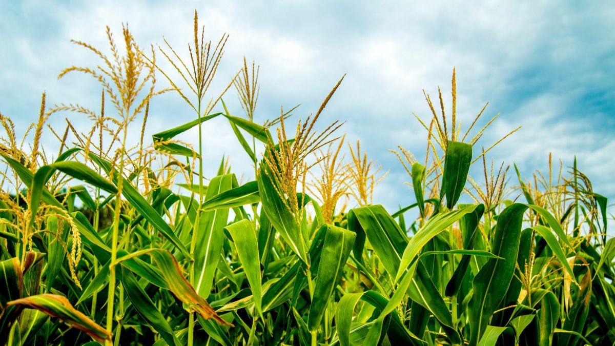 A Comprehensive Guide to Crop Identification - Owlcation