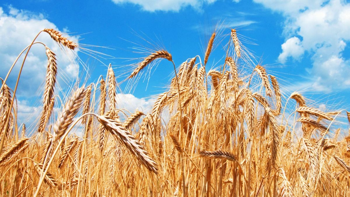 A Comprehensive Guide to Crop Identification - Owlcation