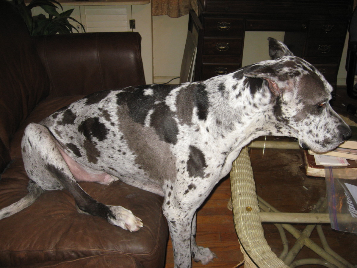 Best Dog Bed - A Guide - HubPages