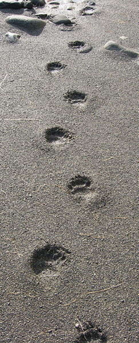 Hiking & Camping Safely in Black Bear Country - HubPages