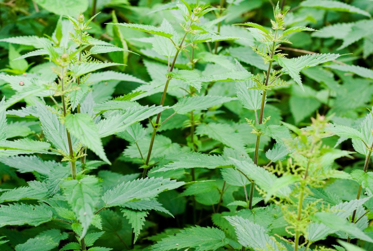 Top 10 Wild Edible Plants for Survival - HubPages