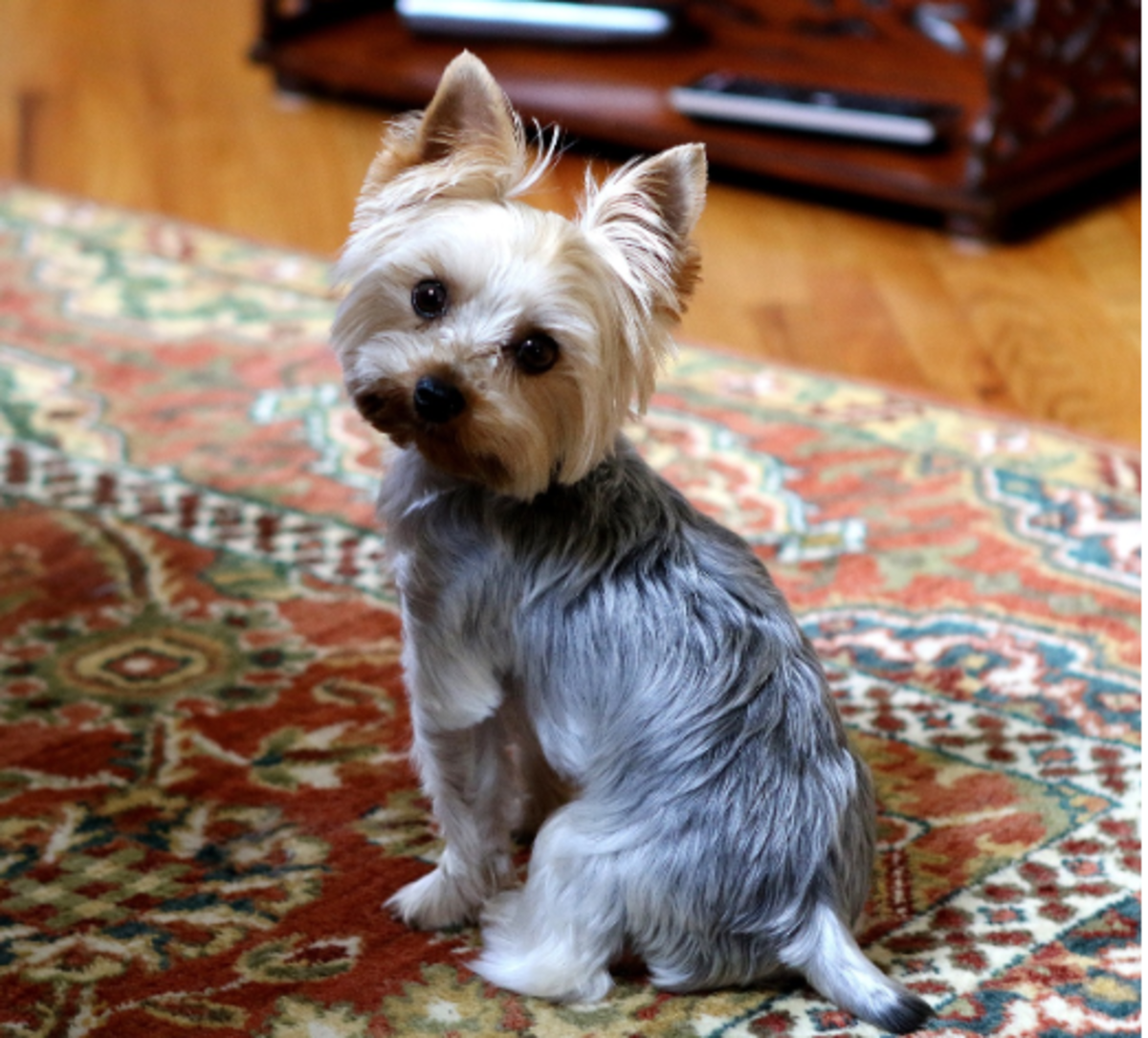 Interesting Facts and Myths About the Runt of the Litter - PetHelpful