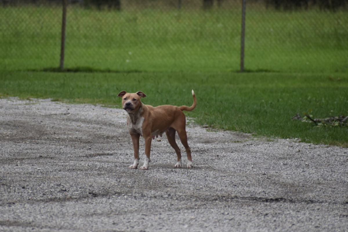 How Long After a Dog Loses Her Mucus Plug Does Labor Start? - PetHelpful