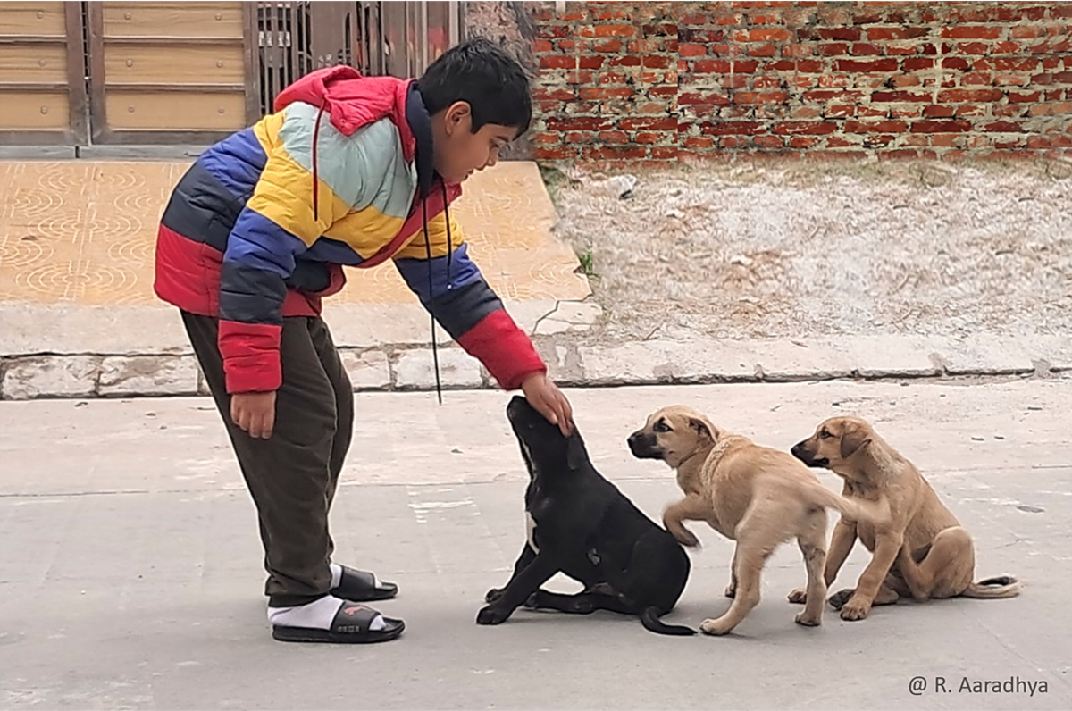 11 Reasons to Adopt a Stray Dog - HubPages