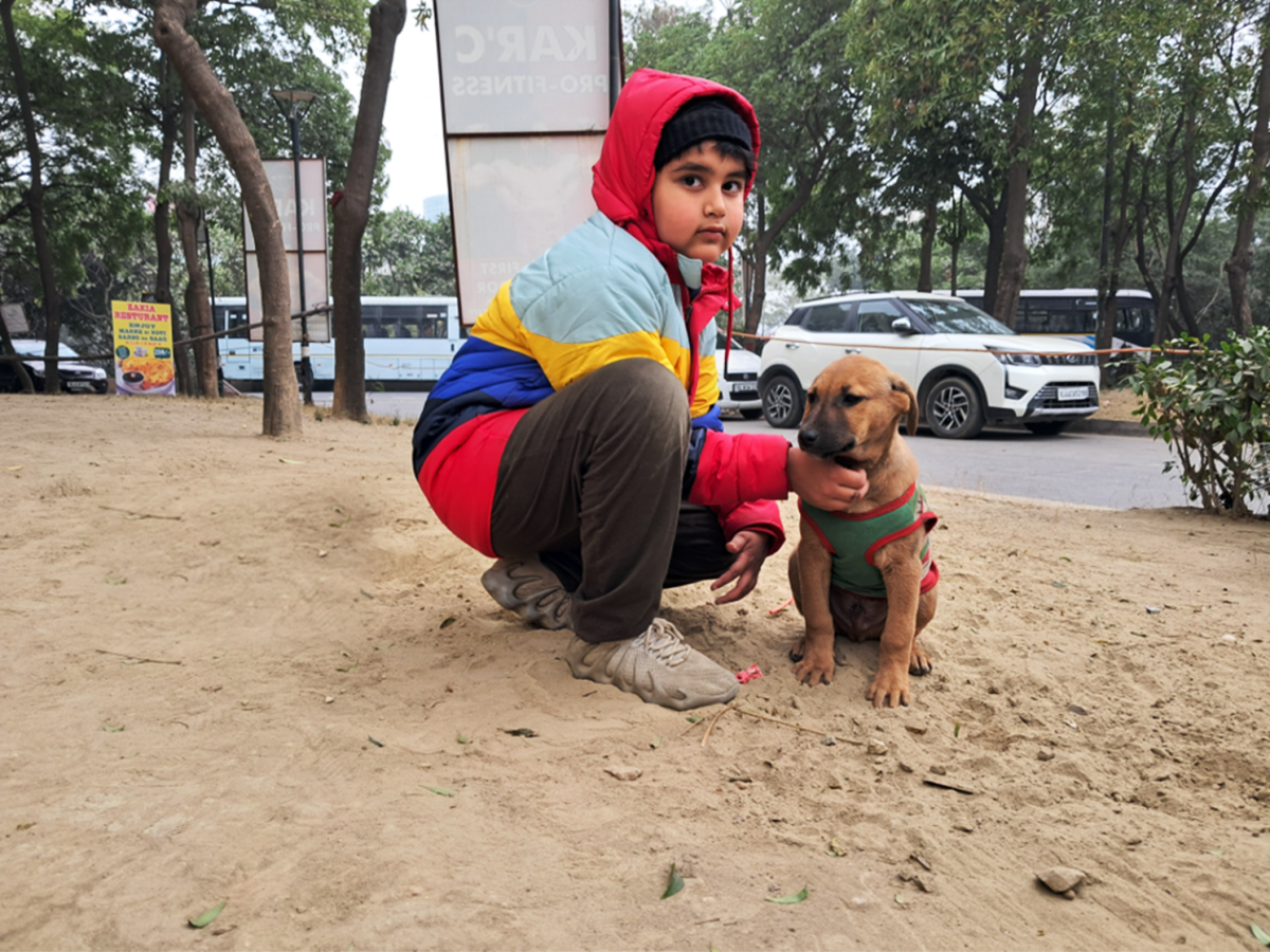 11 Reasons to Adopt a Stray Dog - HubPages