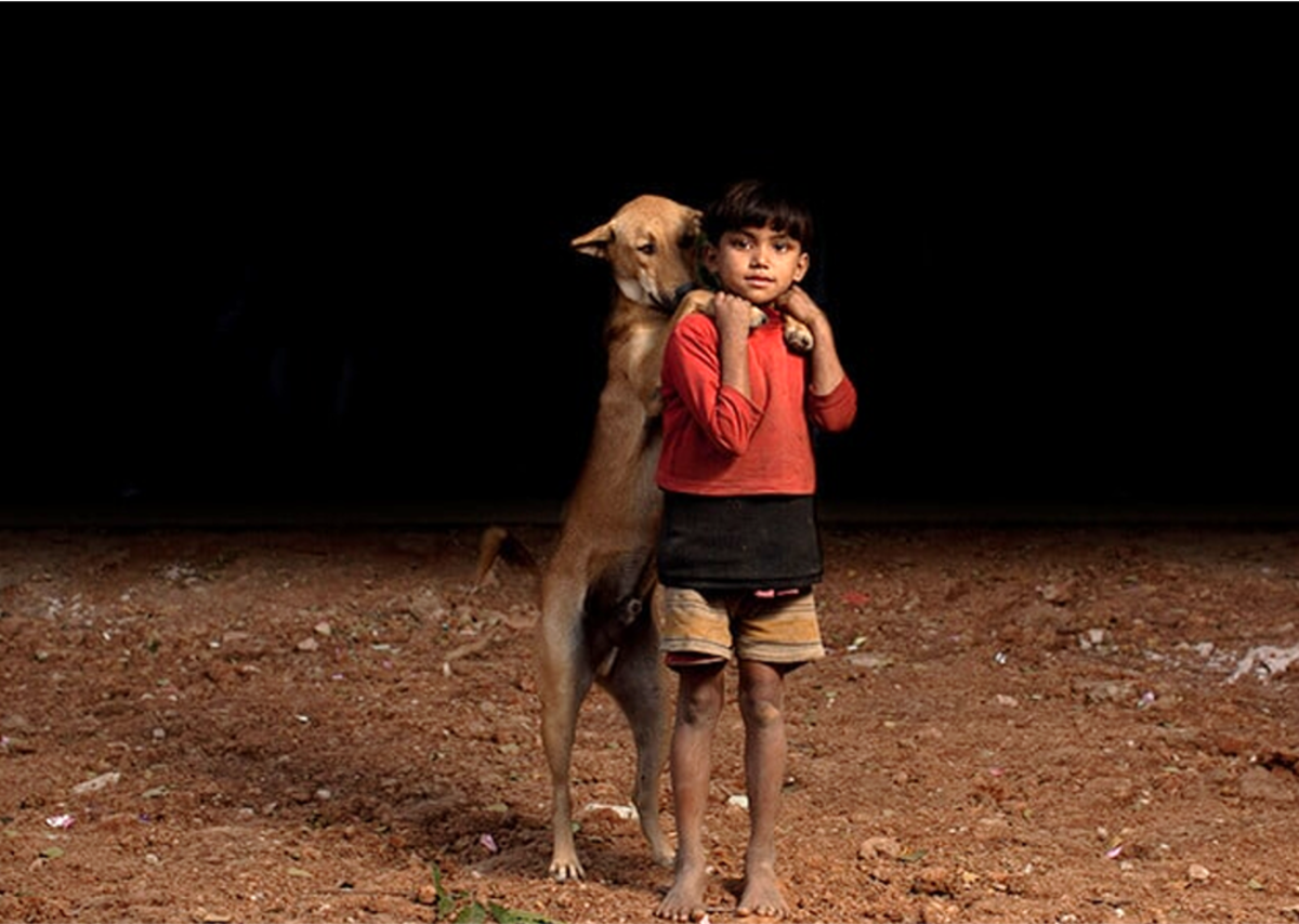 11 Reasons to Adopt a Stray Dog - HubPages