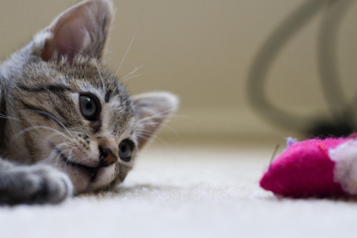 Adopting a Kitten: How to Prepare Your Home for Your New Indoor Cat ...