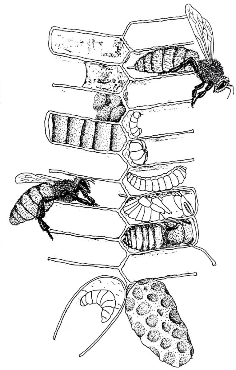 The Most Interesting Fact about Bees - HubPages