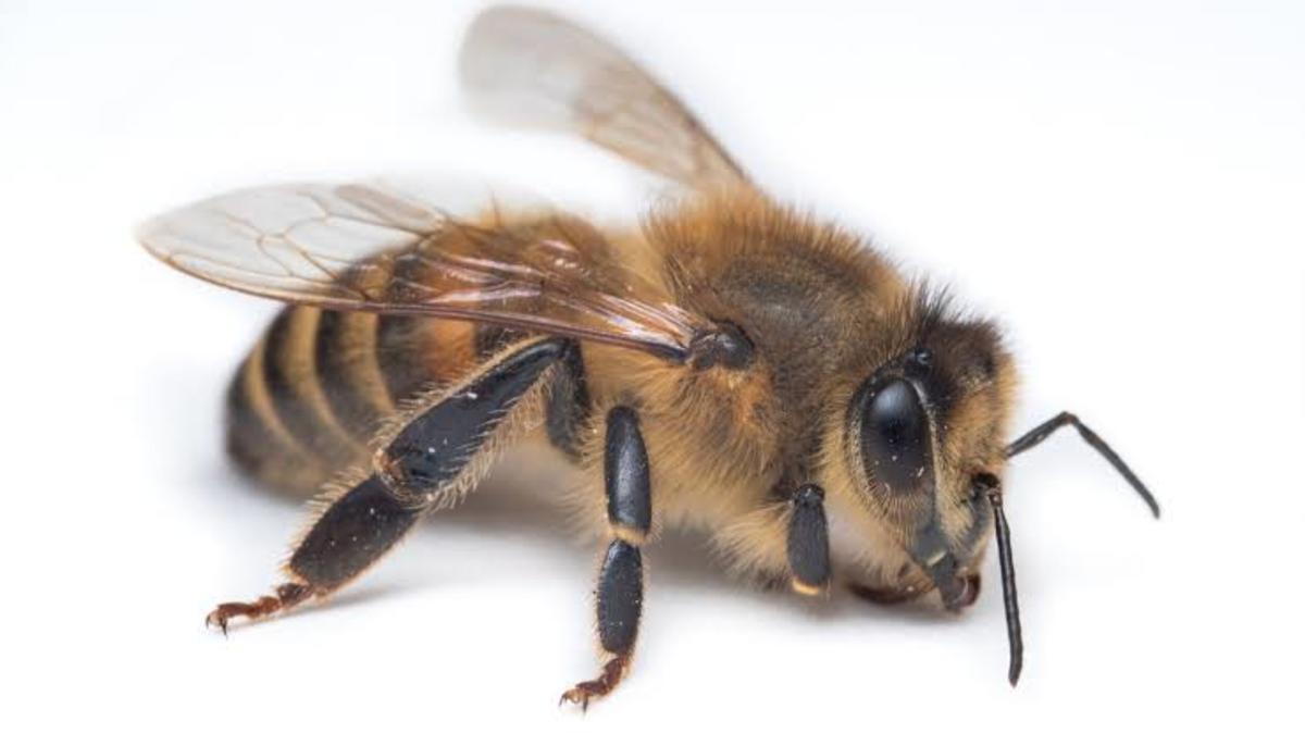 The Most Interesting Fact about Bees - HubPages