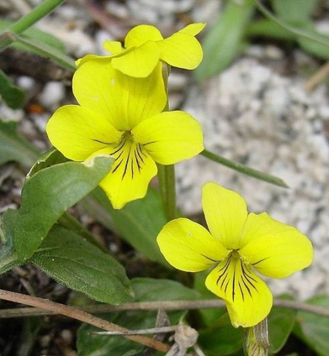 Violets, One of the First Signs of Spring - HubPages