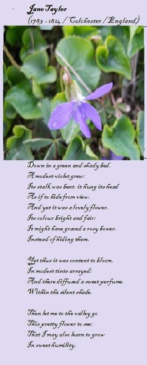 Violets, One of the First Signs of Spring - HubPages