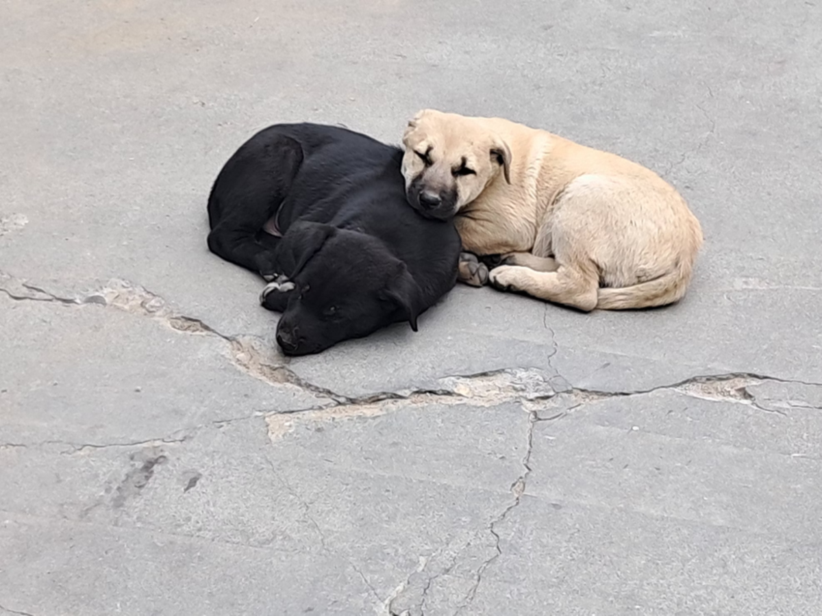 11 Reasons to Adopt an Indian Pariah Dog (Desi Kutta) - HubPages