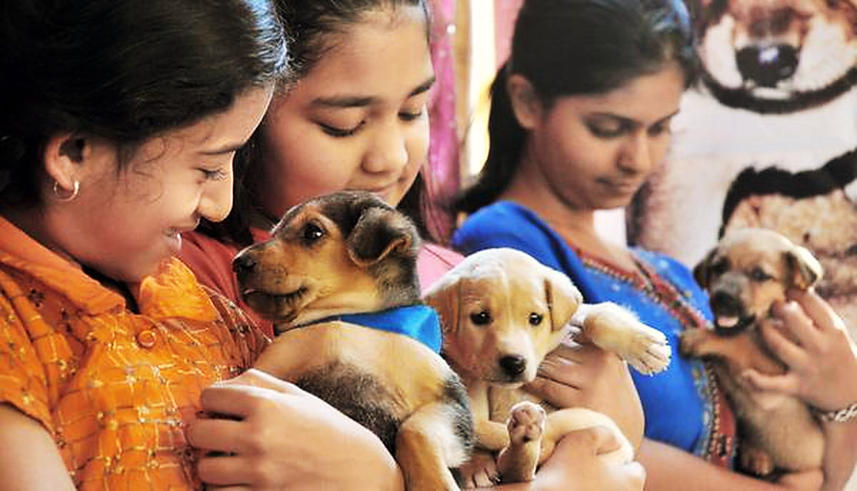 11 Reasons to Adopt an Indian Pariah Dog (Desi Kutta) - HubPages