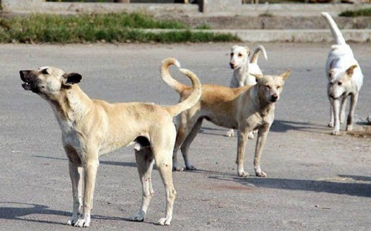 11 Reasons to Adopt an Indian Pariah Dog (Desi Kutta) - HubPages