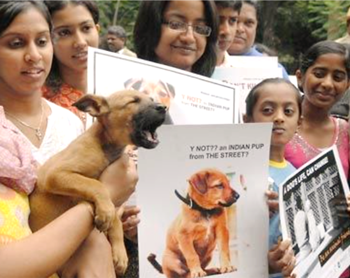 11 Reasons to Adopt an Indian Pariah Dog (Desi Kutta) - HubPages