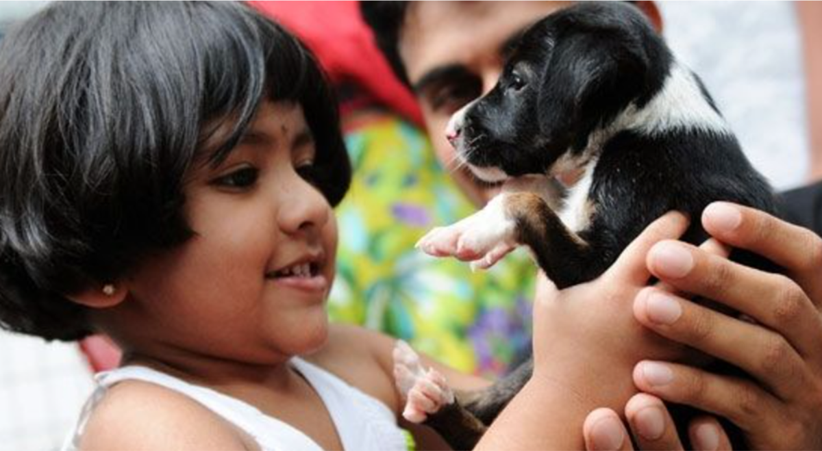 11 Reasons to Adopt an Indian Pariah Dog (Desi Kutta) - HubPages