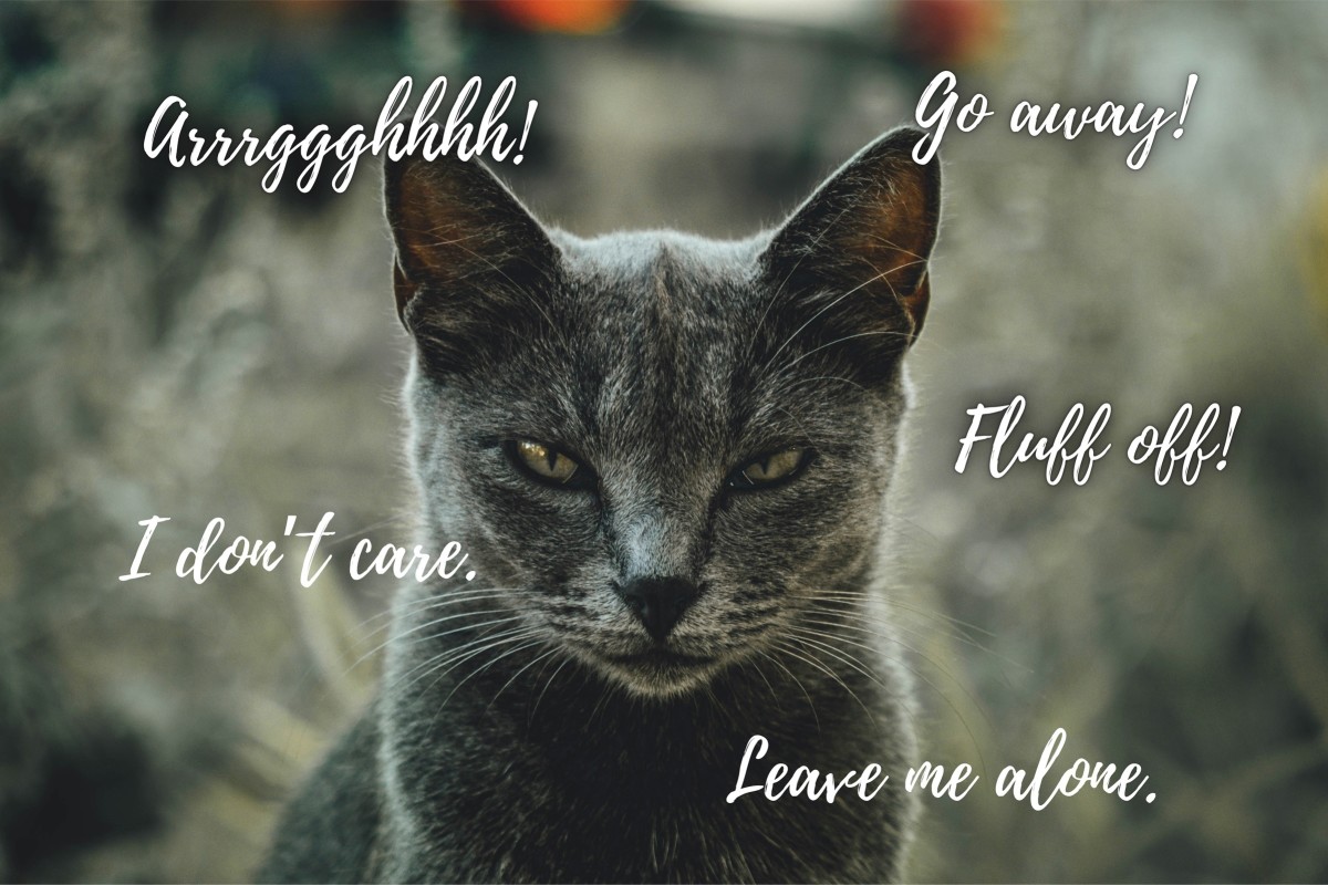 250+ Angry Quotes and Caption Ideas for Instagram - HubPages