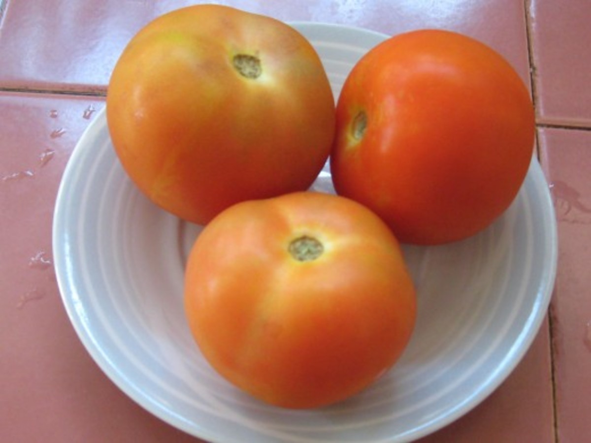 8 Great Ideas to Celebrate Earth Day at Home - HubPages