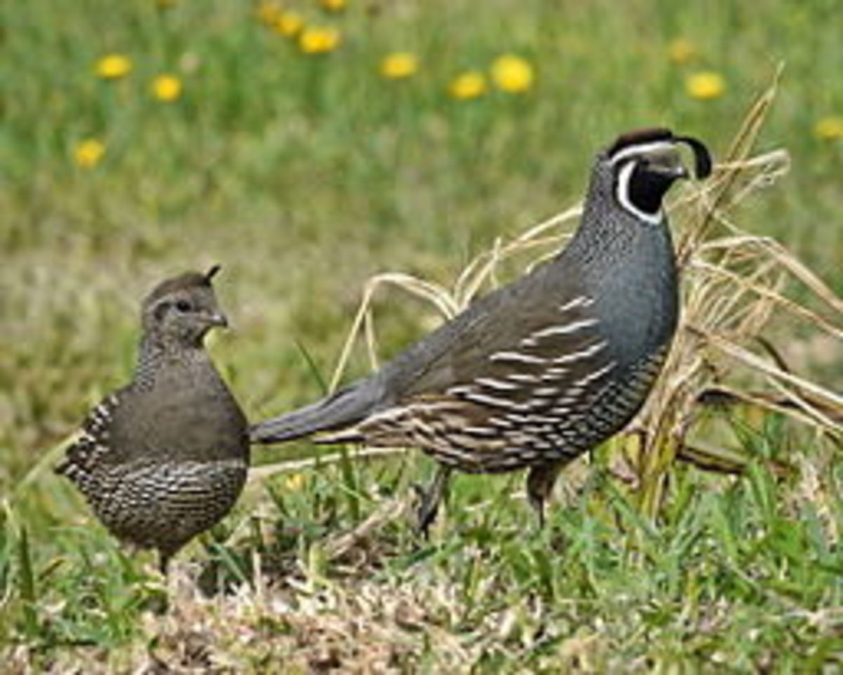 The State birds of the United States. Installment one. - HubPages