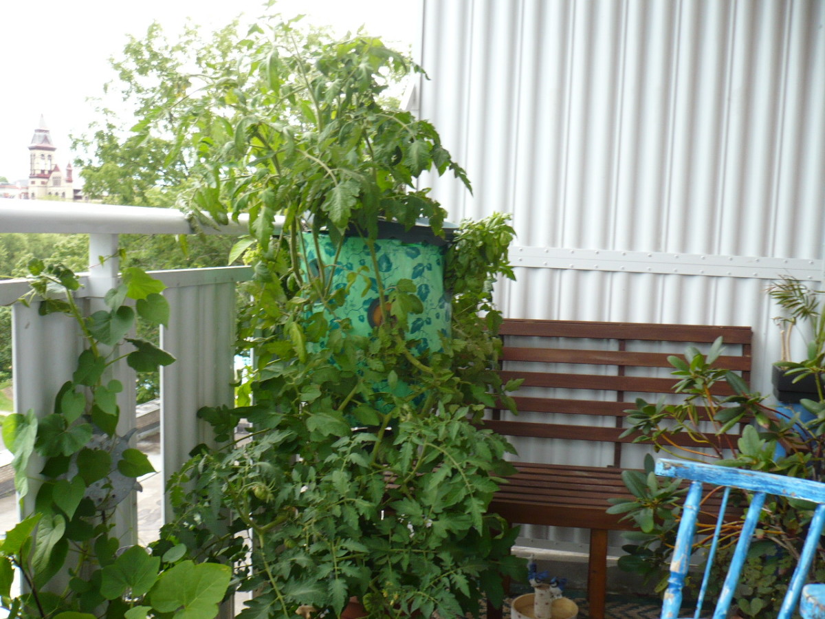 Balcony Container Gardening Part Two - HubPages