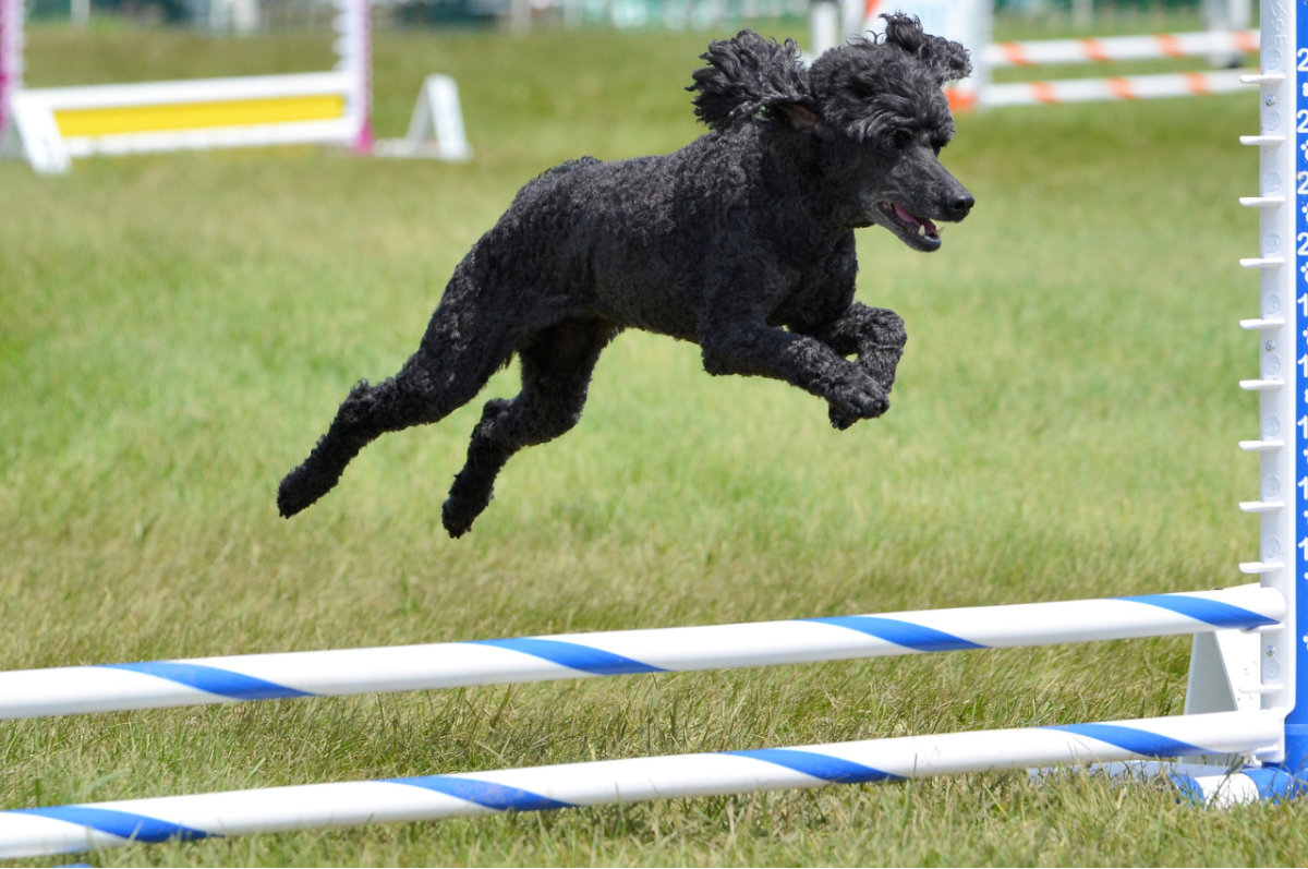 Miniature Poodles: The Ultimate Guide to This Intelligent Breed ...