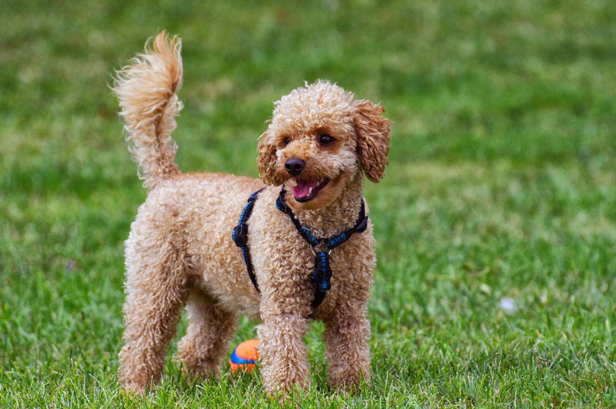 Miniature Poodles: The Ultimate Guide to This Intelligent Breed ...