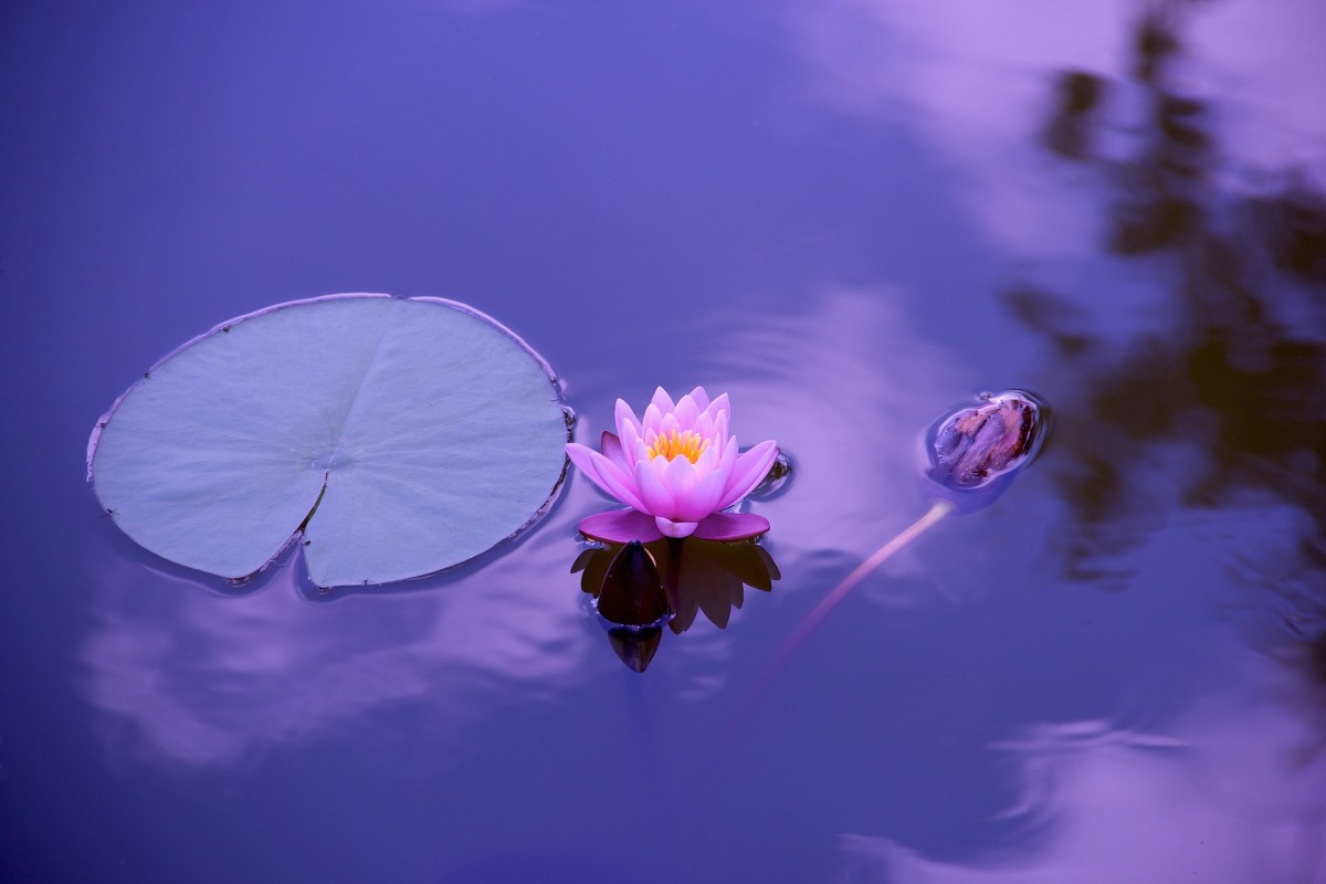 Flower Names in French With Pictures - HubPages