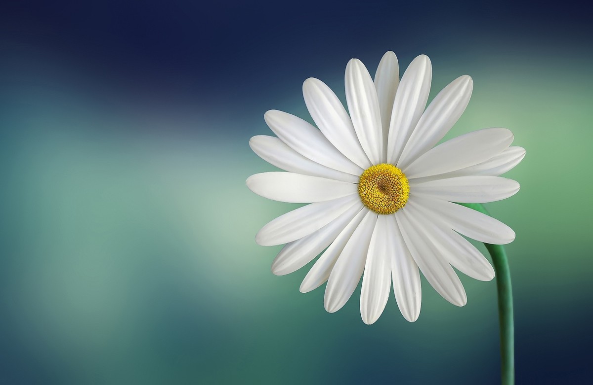 Flower Names in French With Pictures - HubPages