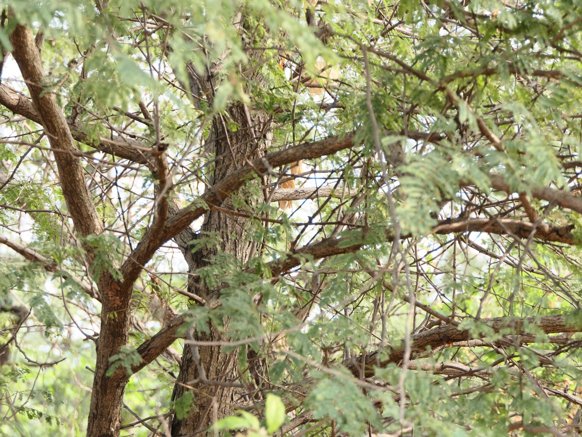 20 Trees Name in Punjabi for English Readers - HubPages