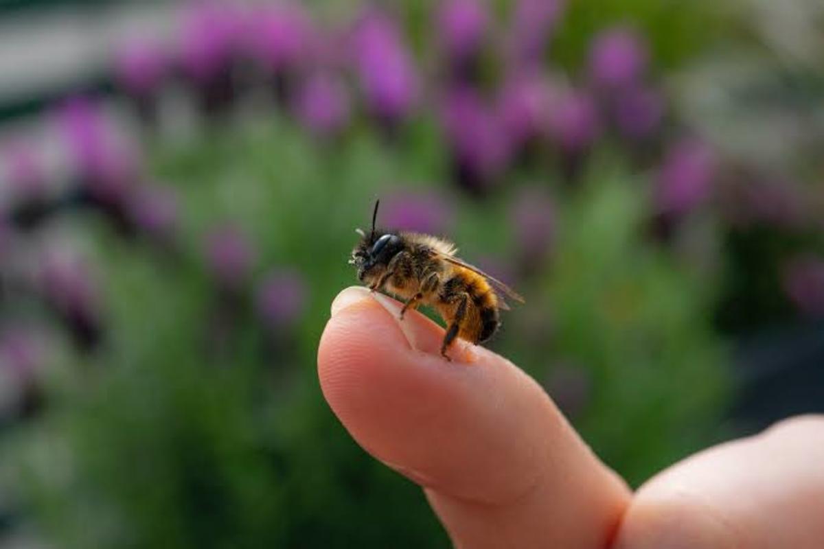 Bees vs. Weather: 5 Ways Climate Change is Harming Our Pollinators (and ...