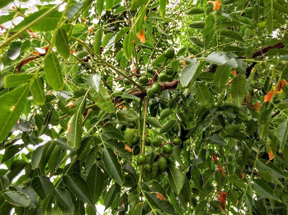 20 Trees Name in Punjabi for English Readers - HubPages