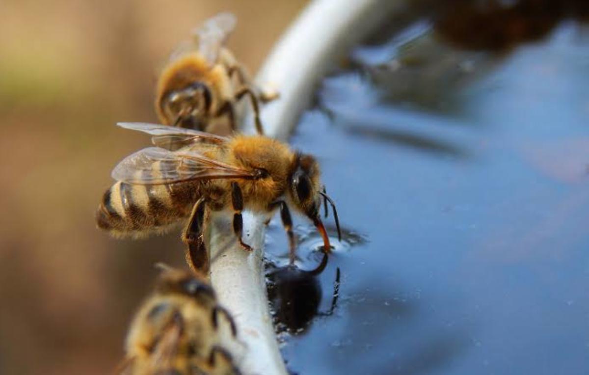 Bees vs. Weather: 5 Ways Climate Change is Harming Our Pollinators (and ...