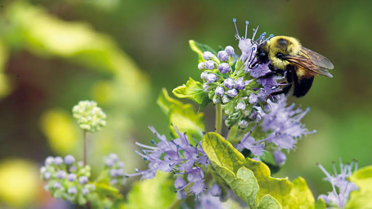 Bees vs. Weather: 5 Ways Climate Change is Harming Our Pollinators (and ...