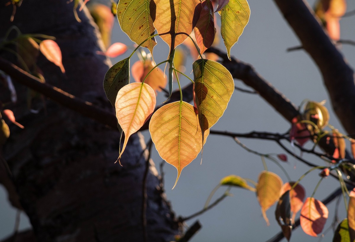 Names Of Trees In Hindi Jacaranda Tree | Naturally Beautiful...