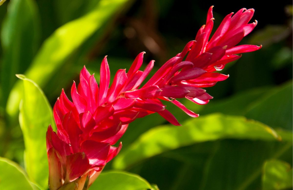 The 7 Most Fragrant Flowers of Hawaii - Owlcation