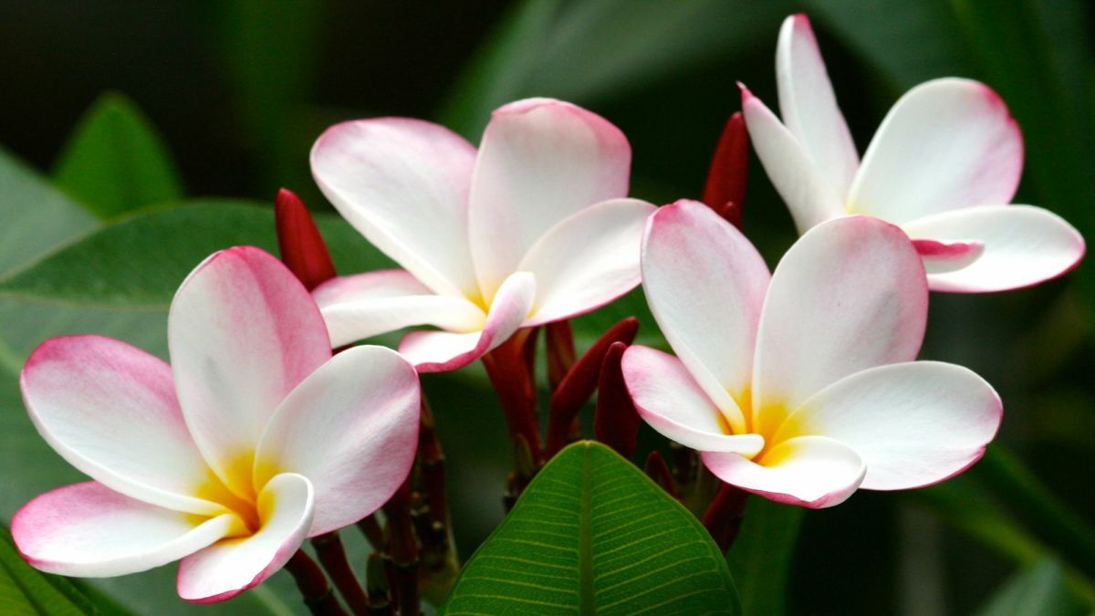The 7 Most Fragrant Flowers of Hawaii - Owlcation