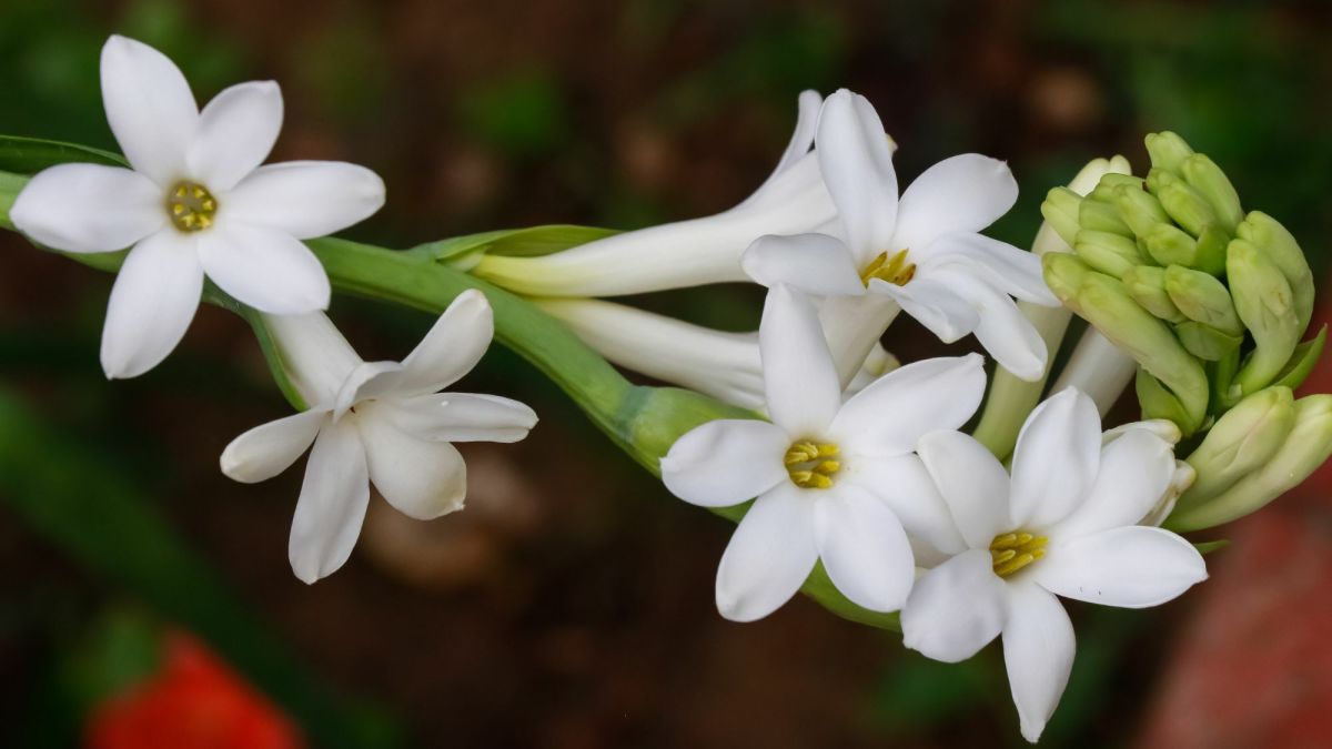The 7 Most Fragrant Flowers of Hawaii - Owlcation