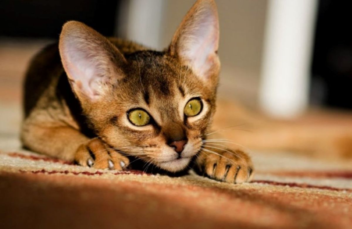 Abyssinian - HubPages
