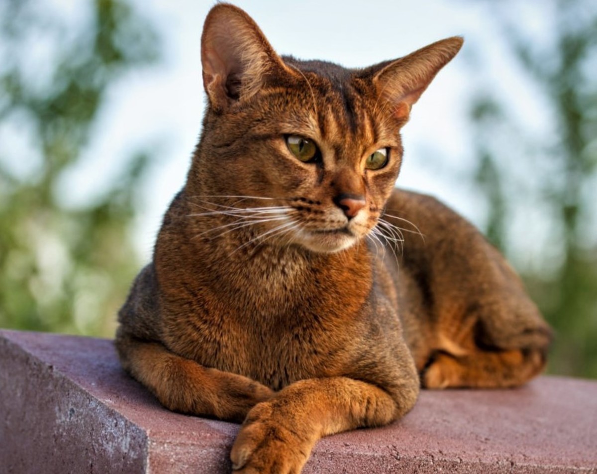 Abyssinian - HubPages