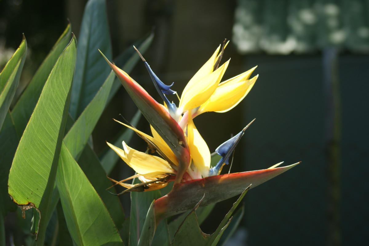 Mandela Gold - HubPages