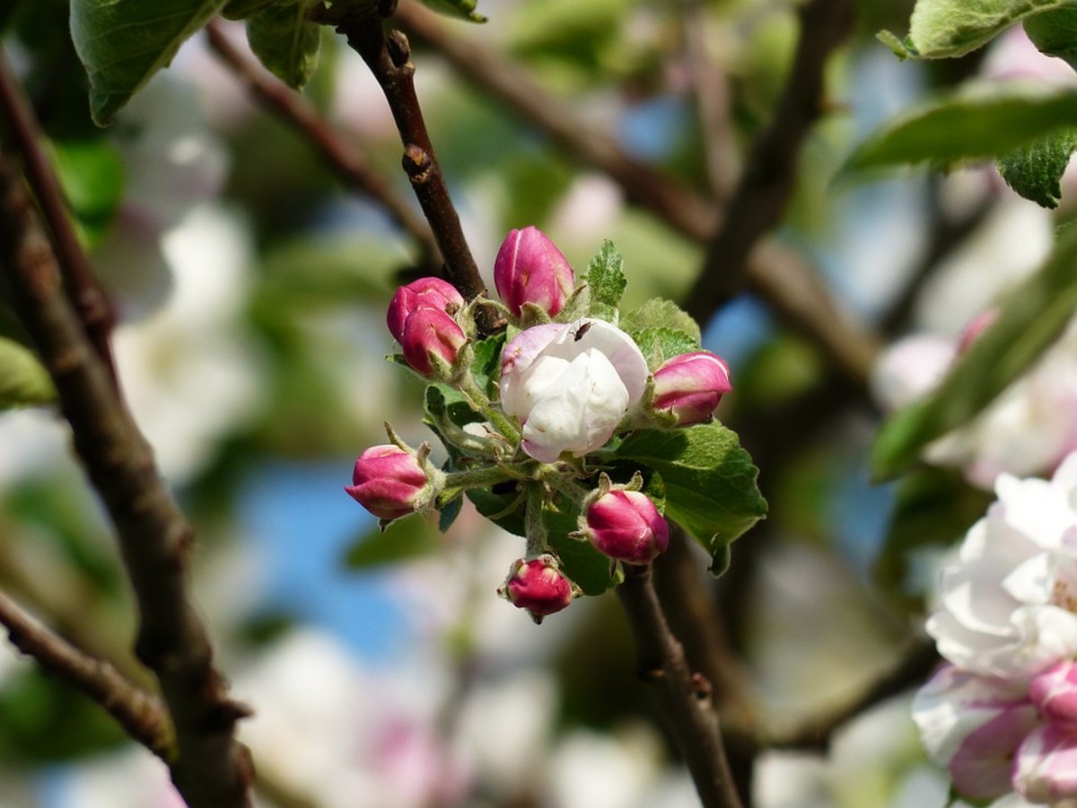 As The Seasons Change, A Tree's Point Of View - HubPages