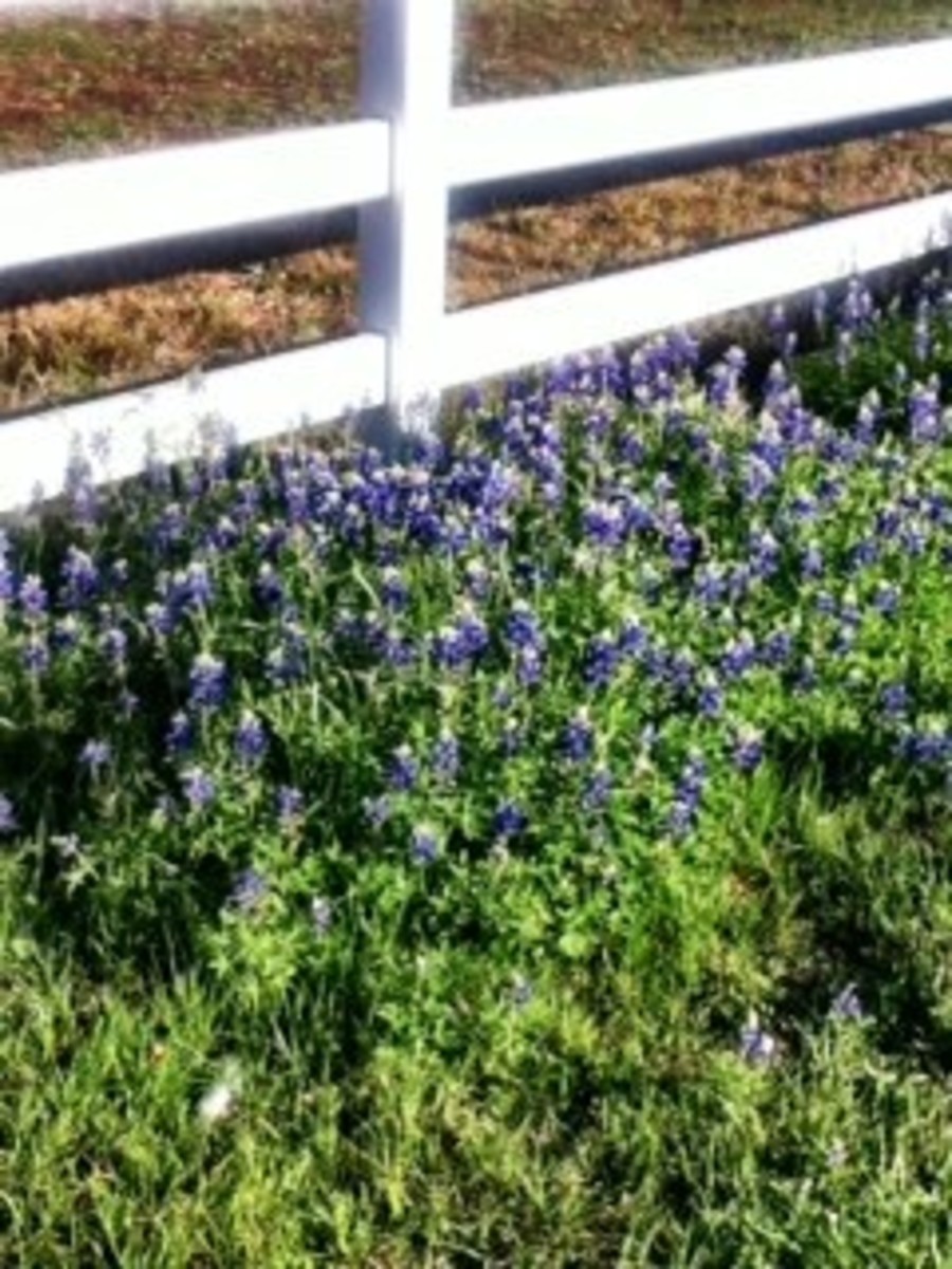 Bluebonnets - HubPages