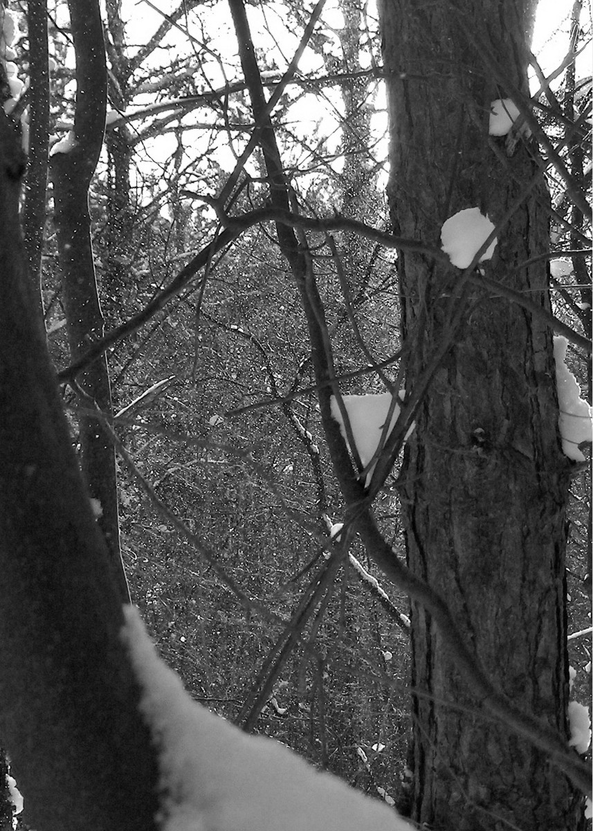 Tree Spirits - HubPages