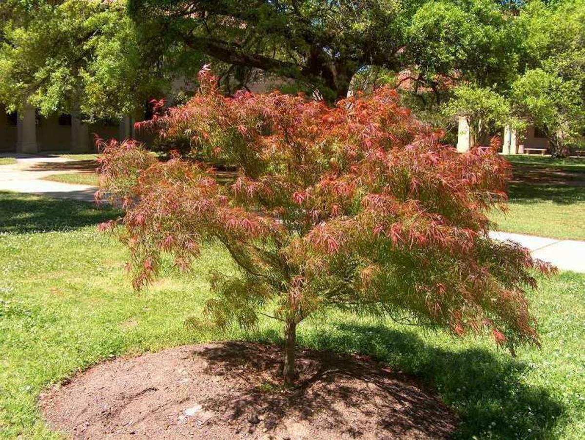Japanese Maple Trees: Best Varieties to Grow For Stunning Vibrant ...