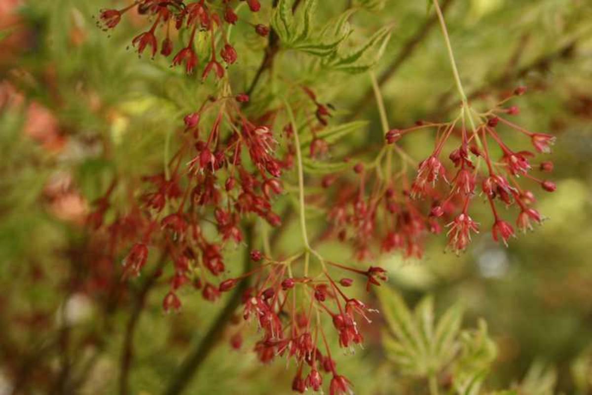 Japanese Maple Trees: Best Varieties to Grow For Stunning Vibrant ...