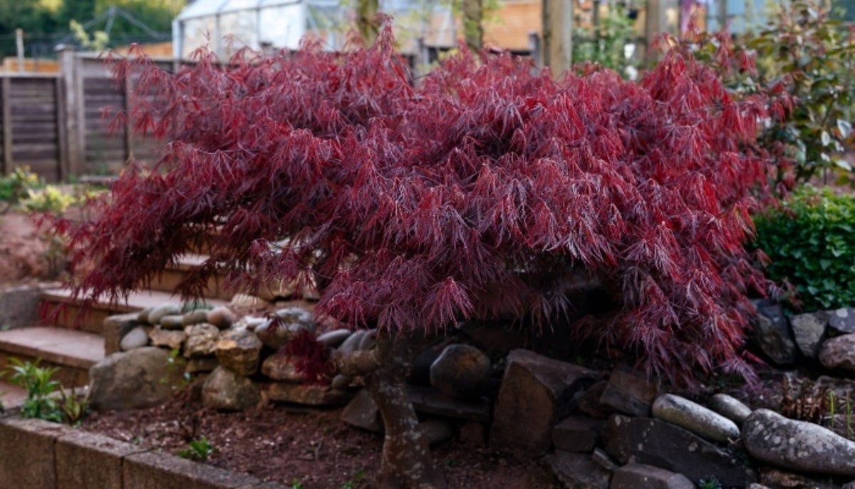 Japanese Maple Trees: Best Varieties to Grow For Stunning Vibrant ...