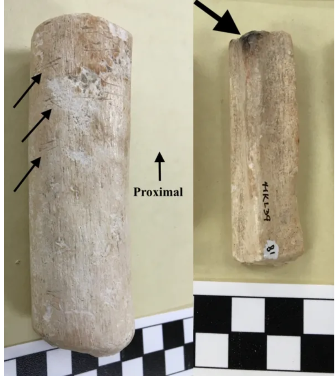 Bones of the Ancestors: Modified Human Remains in Prehistoric South ...