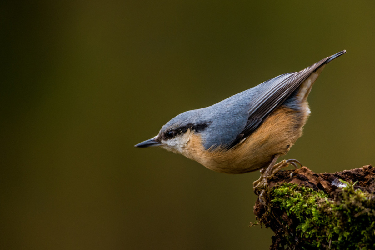 Life Of A Bird - HubPages