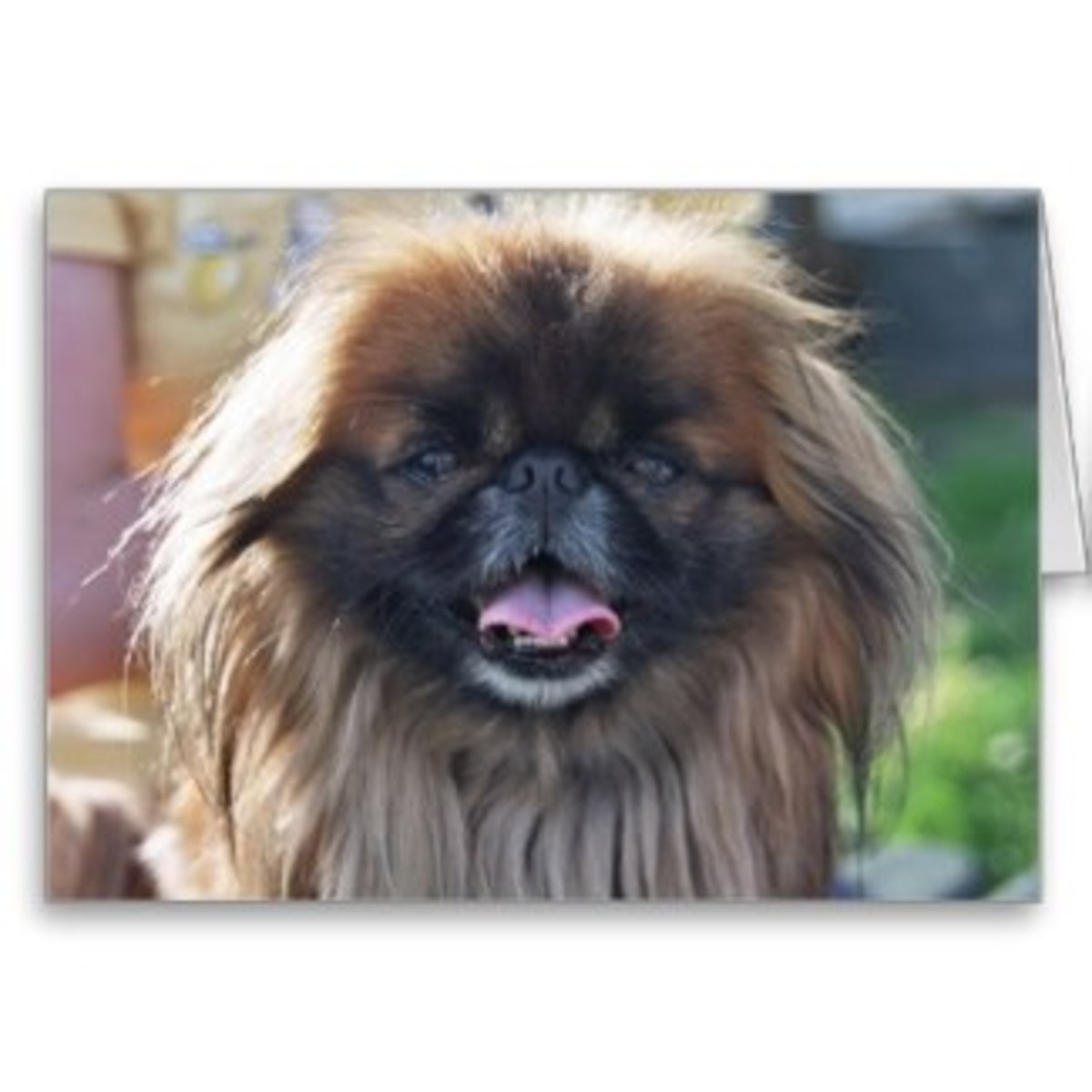 Fury, The Little Fierce Pekingese - HubPages
